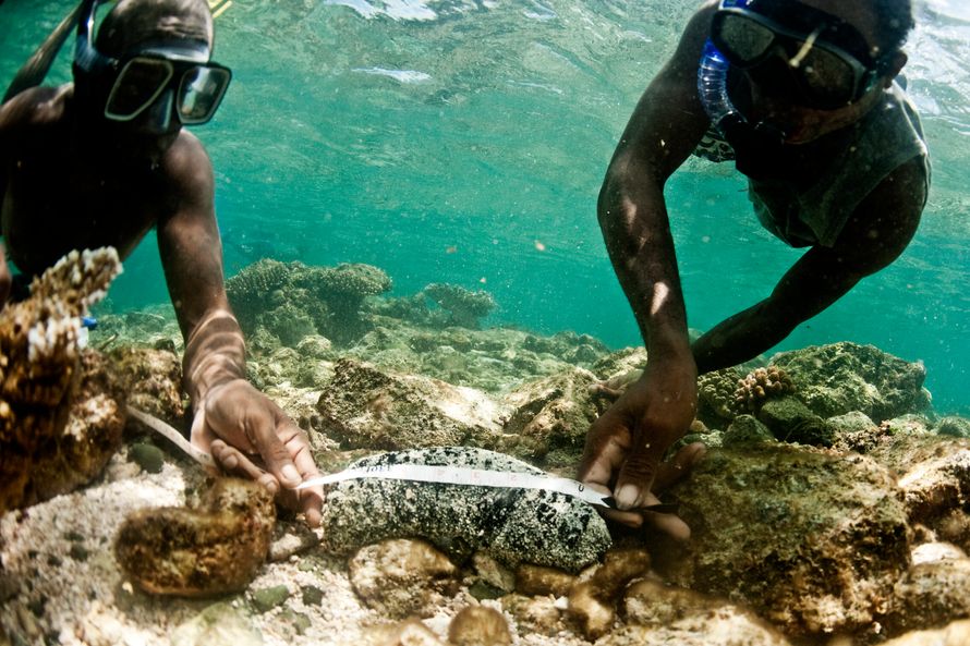 Seis países luchan por salvar el Triángulo de Coral: el lugar con más ...