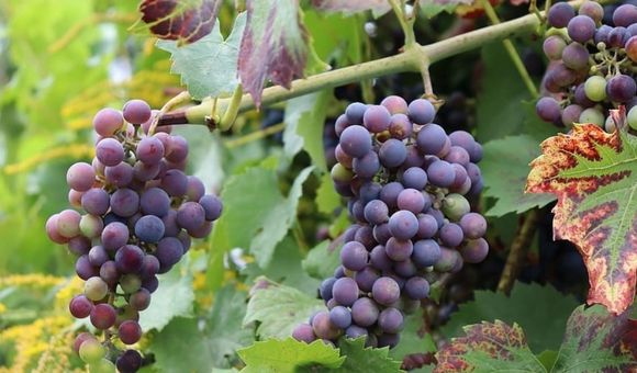 La Rioja